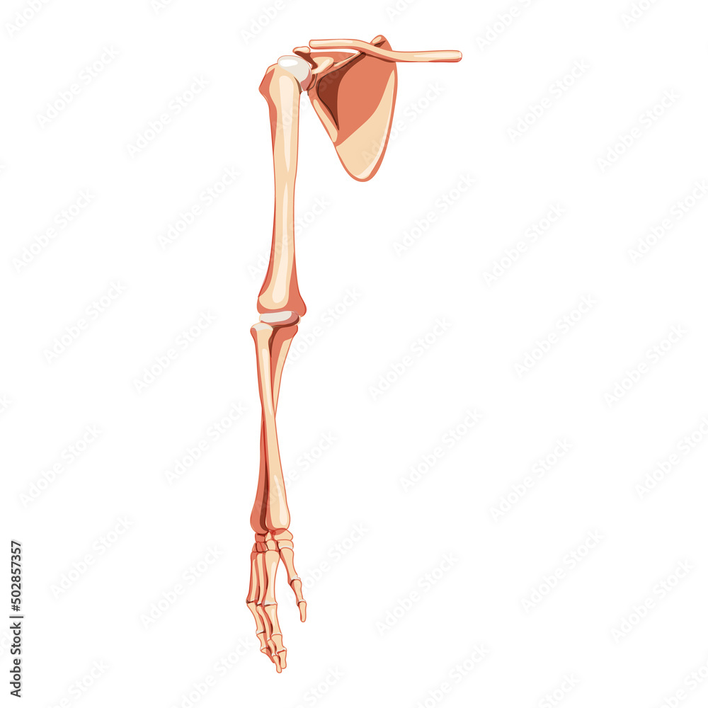 Upper limb Arm with Shoulder girdle Skeleton Human front Anterior ...