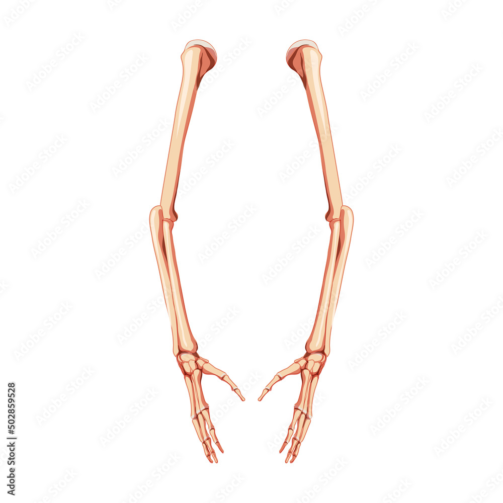 Arms Skeleton Human side lateral view. Set of hands, forearms, humerus ...