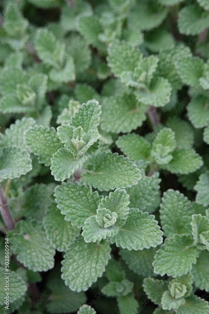 The Faassen’s catnip (Nepeta x faassenii) is a garden hybrid that was ...