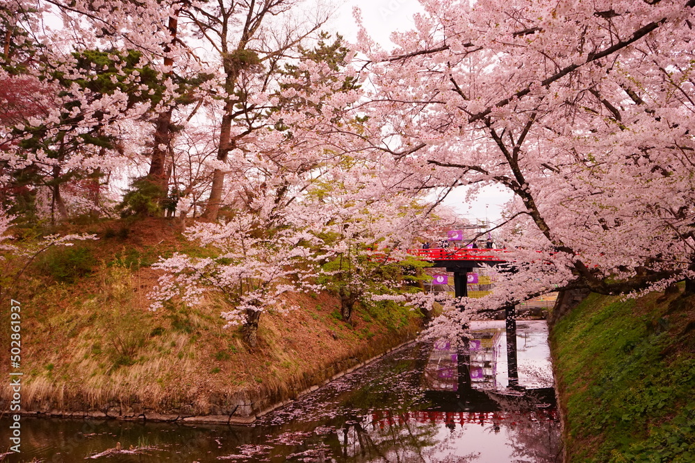 Pink Sakura or Cherry Blossom and Gejo-bashi Bridge of Hirosaki Castle ...