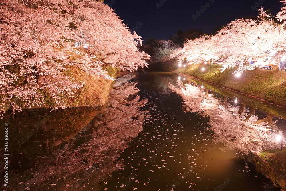 Night View of Pink Sakura or Cherry Blossom and Gejo-bashi Bridge of ...
