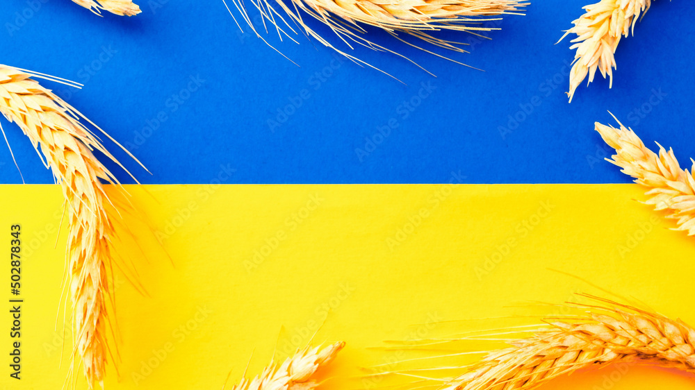 Ukraine wheat grain background. Ukrainian symbol with wheat grain ear ...