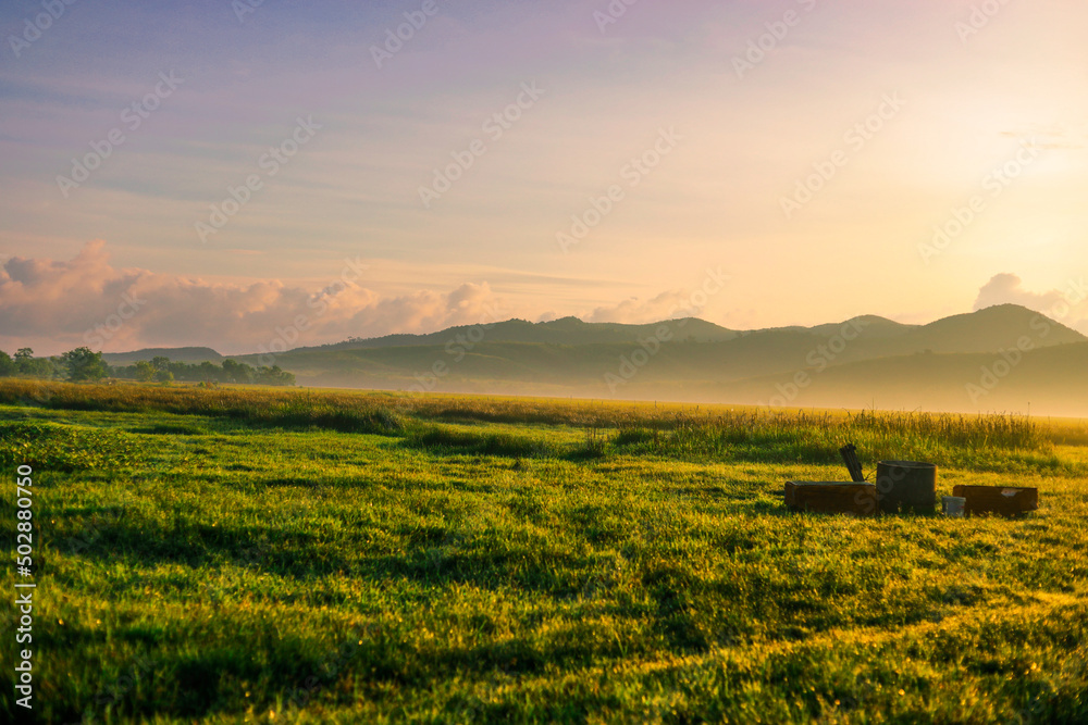 The close background of the green rice fields, the seedlings that are ...