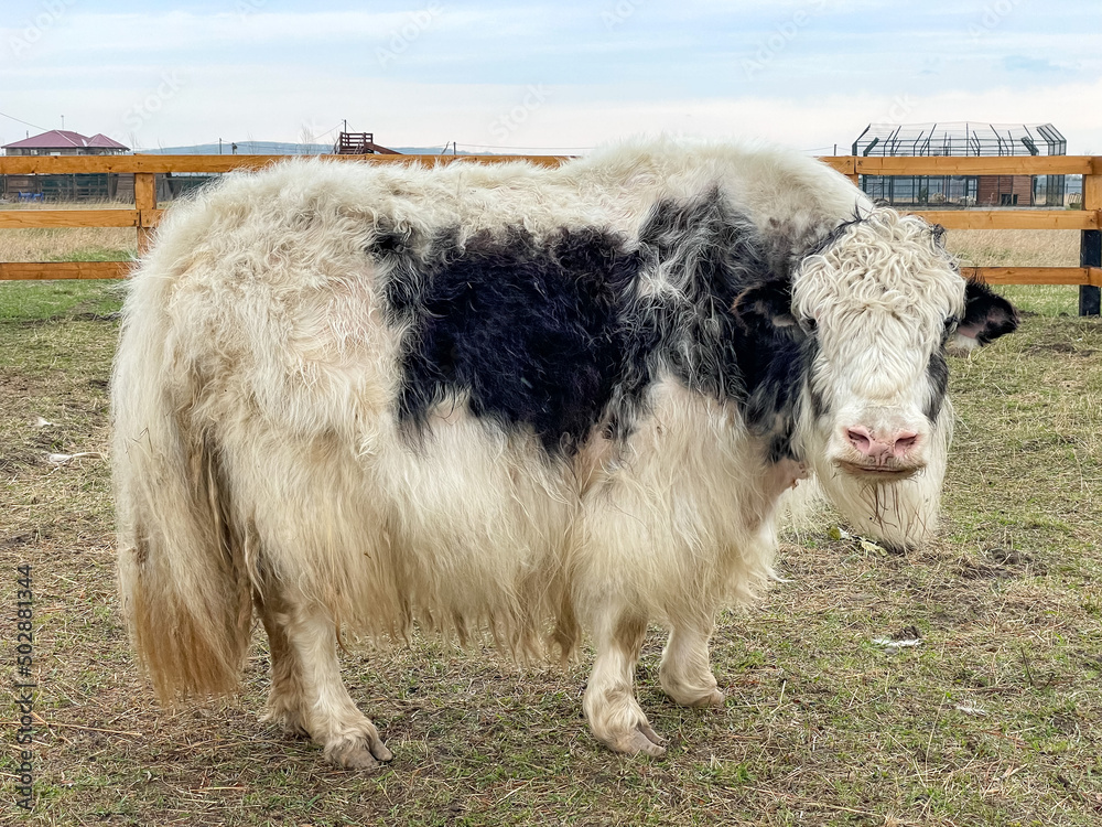 Long hair yak cow on farm Stock Photo | Adobe Stock