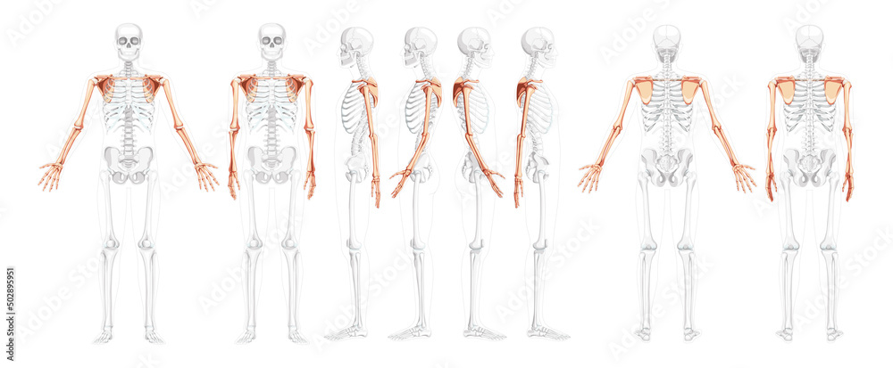 Shoulder Bones Side View