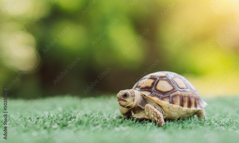 Save animals.Concept of World Wildlife Day and environment with the ...