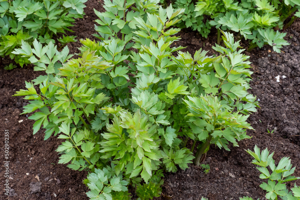 Types Of Lovage