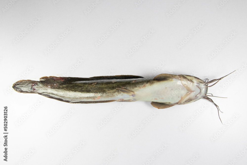 Structure of Clarias gariepinus in the laboratory. Stock Photo | Adobe ...