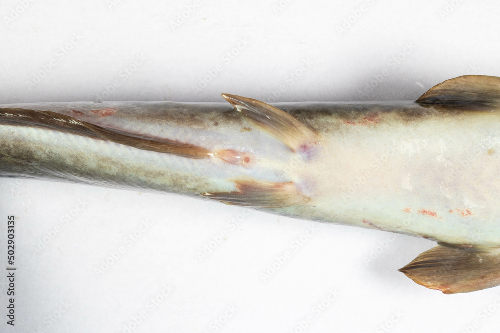 Structure of Clarias gariepinus in the laboratory. Stock Photo | Adobe ...