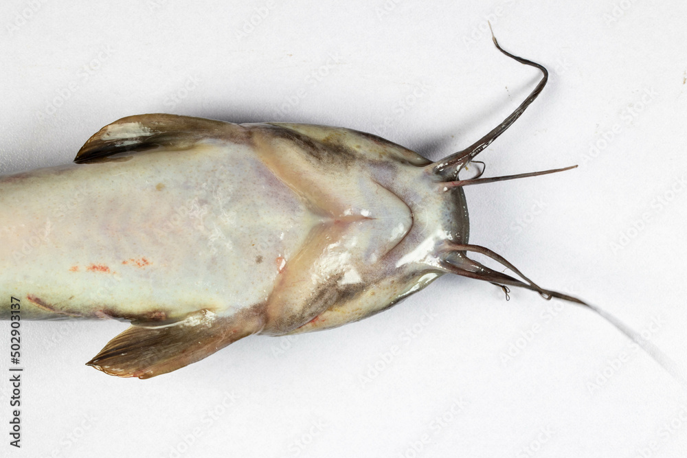 Structure of Clarias gariepinus in the laboratory. Stock Photo | Adobe ...