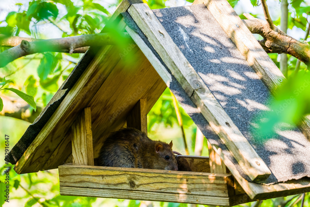 Rat eating in the bird feeder, wild animals in nature Stock Photo ...