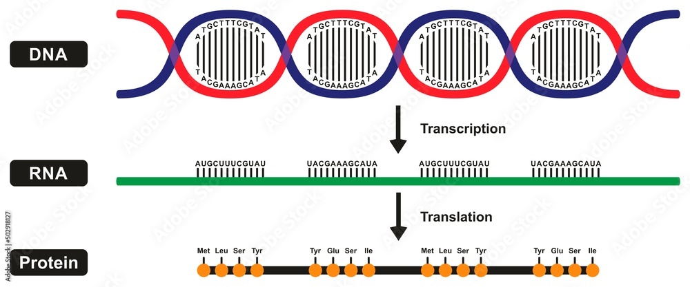 Stages of formation of RNA and protein by DNA strand infographic diagram including transcription ...