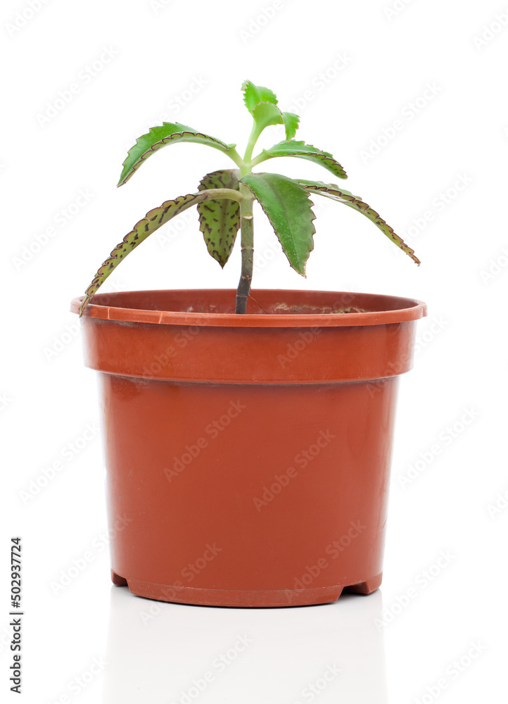 Bryophyllum daigremontianum, also called Mother of Thousands, Alligator ...