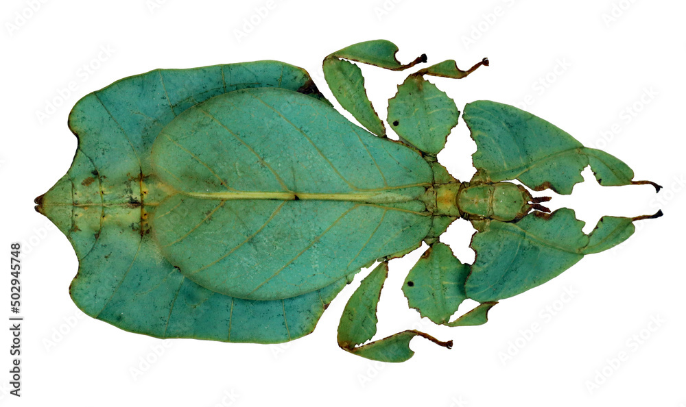 Leaf Insect Phyllium Pulchrifolium Isolated On White Amazing Green Large Tropical Insect That