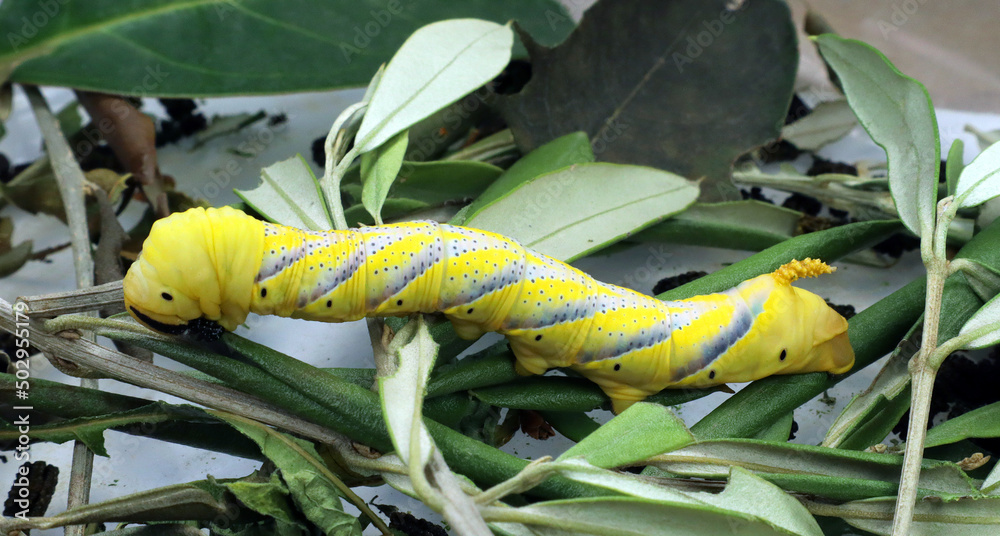 Acherontia atropos dead head moth larvae. Beautiful yellow-green ...