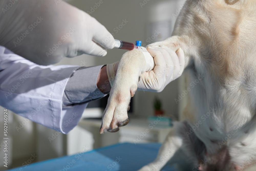 Process of veterinarian doing canine cephalic vein blood collection ...