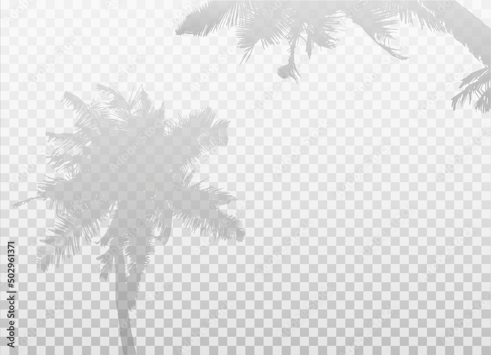 Palm tree shadows isolated on transparent background. Two silhouettes ...