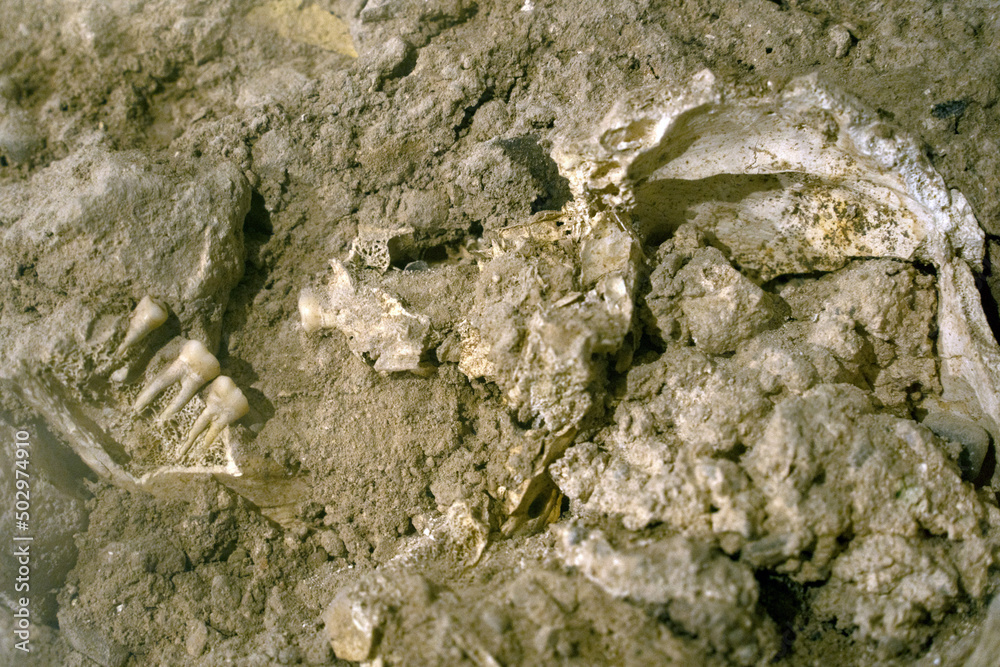 human skull and bones in a crypt tomb Stock Photo | Adobe Stock
