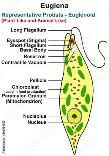 Naklejka Euglena structure infographic diagram genus of single celled ...