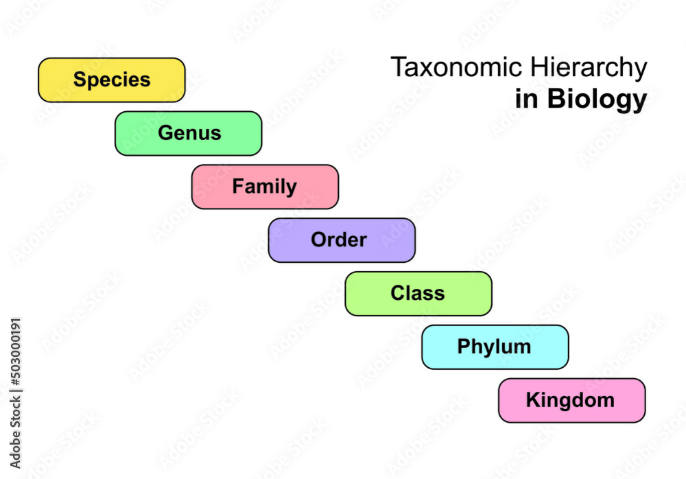 Simple Designing of Taxonomy Hierarchy in Biology. Vector Illustration ...
