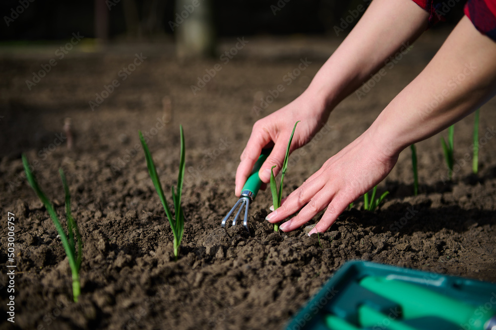 Focus on a gardener's hands using gardening rake loosens the ground and ...