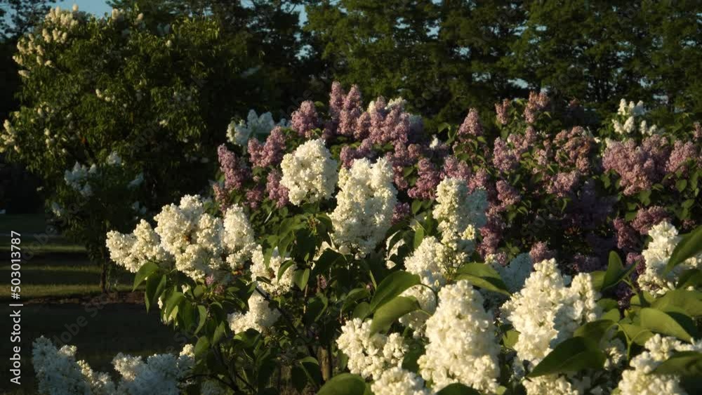 Vídeo do Stock: A beautiful sunny day in the spring season with a view ...