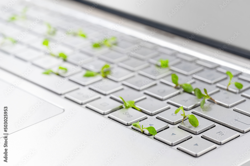 Green business, seedlings grow in a silver keyboard of a laptop ...