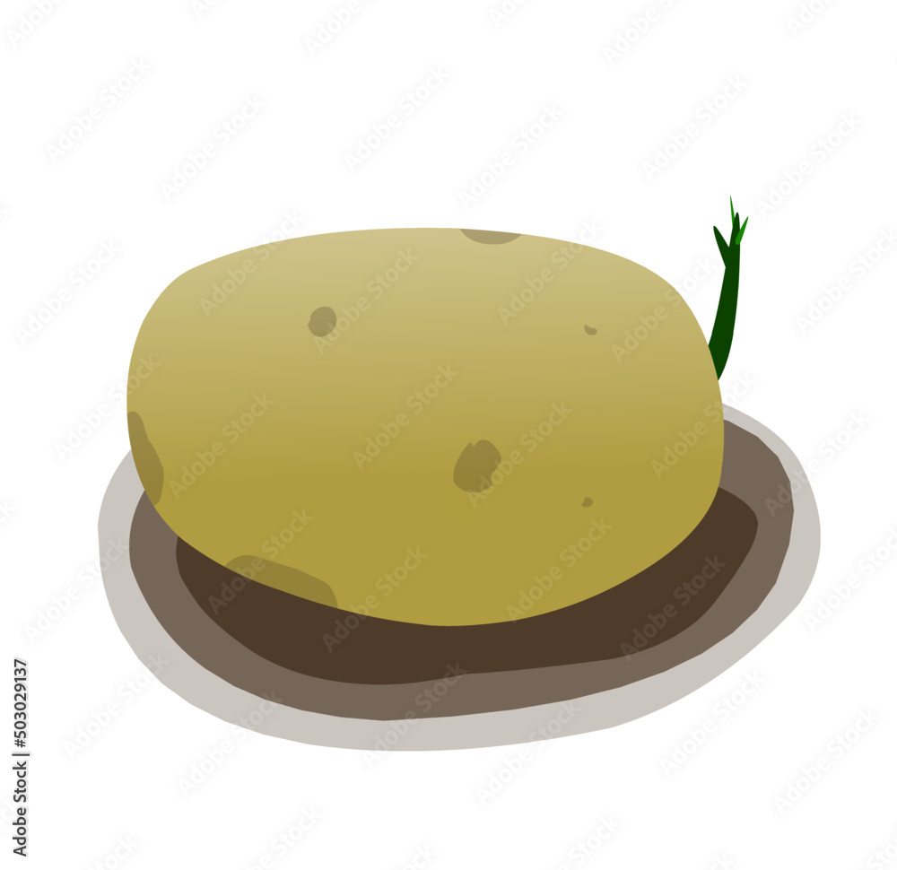 Parts of plant. Morphology and anatomy of sprouted potato tuber Stock ...