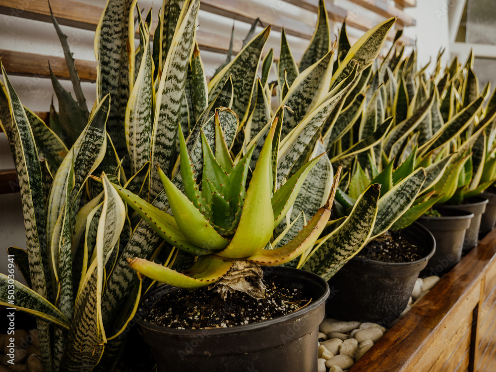Sansevieria zeylanica (Ceylon Bowstring Hemp), a hardy plant with long ...