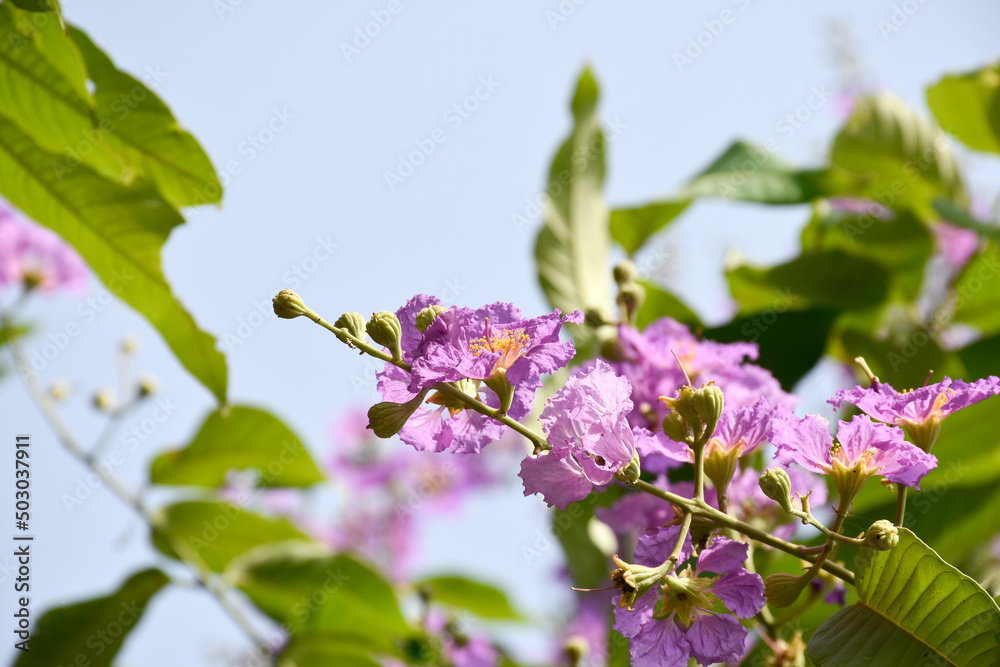 Queen's Flower or Inthanin flower in Thailand and speciosa or Bang lang ...