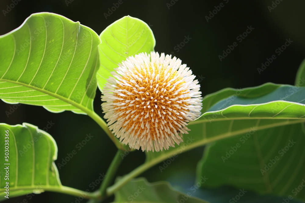 Neolamarckia cadamba, with English common names burflower tree, laran ...