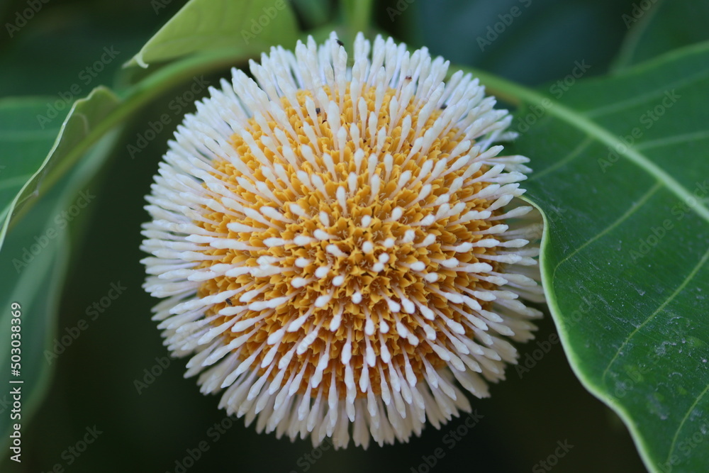 Neolamarckia cadamba, with English common names burflower tree, laran ...