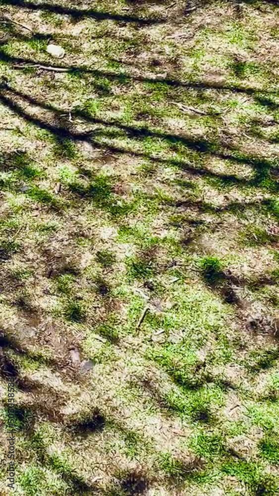 vertical backyard lawn picnic grass shadows blowing wind shadow shade ...
