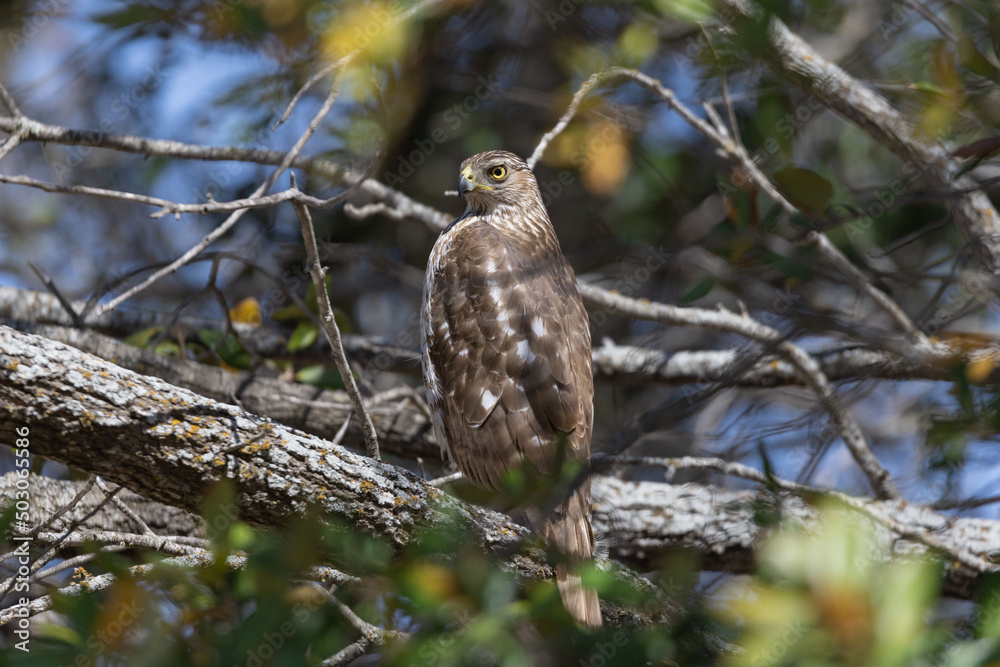 Cooper's hawk (Accipiter cooperii) also known as big blue darter or ...