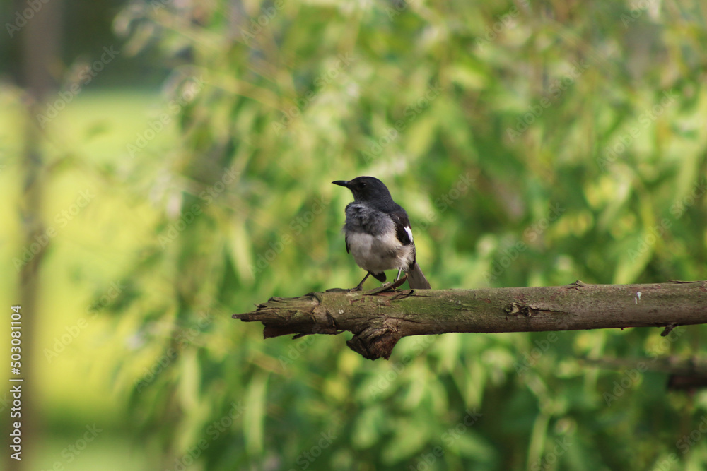 The Oriental magpie-robin is a small passerine bird also known Doyel ...