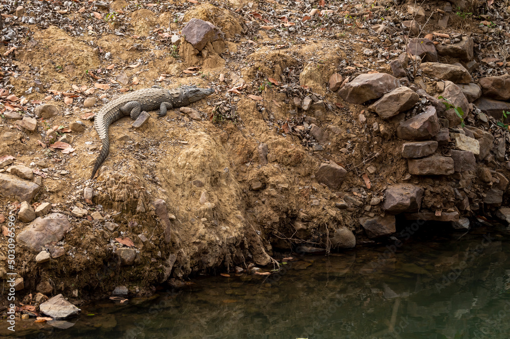 Marsh crocodile or mugger crocodile or broad snouted crocodile basking ...