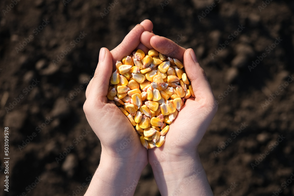 Palms full of corn on a background of black earth. The concept of ...