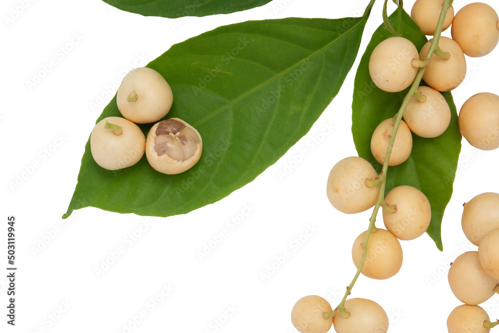 Baccaurea ramiflora ripe on in tropical plant on isolated white ...