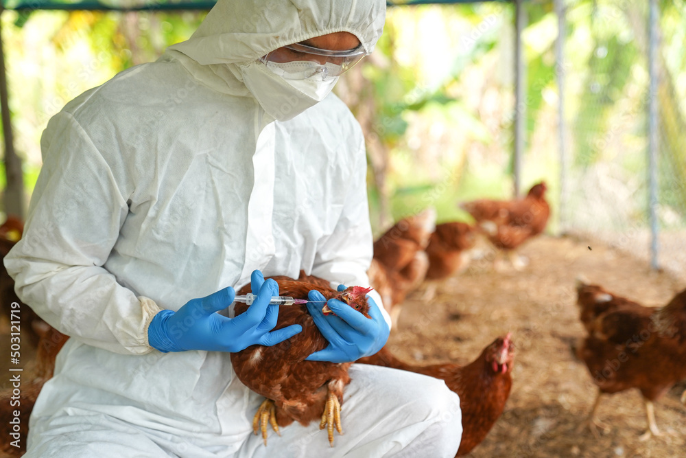 Veterinarians vaccinate against diseases in poultry such as farm ...