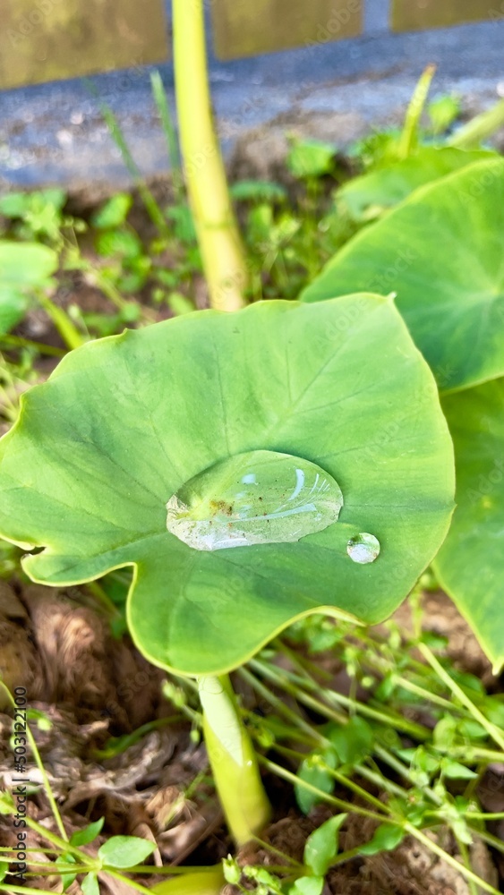 Water pooled on large green leaf shown in a macro shot. Water droplets ...