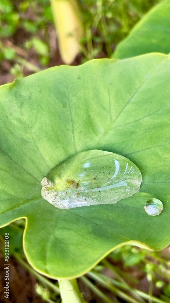 Water pooled on large green leaf shown in a macro shot. Water droplets ...