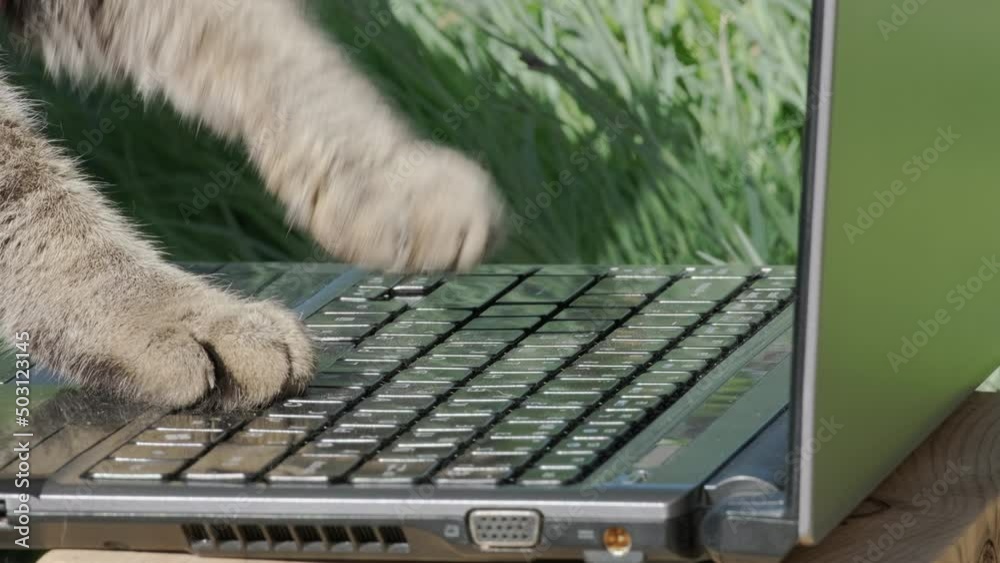 Vídeo do Stock: Cat typing text on a laptop. Tabby cat paws typing and ...