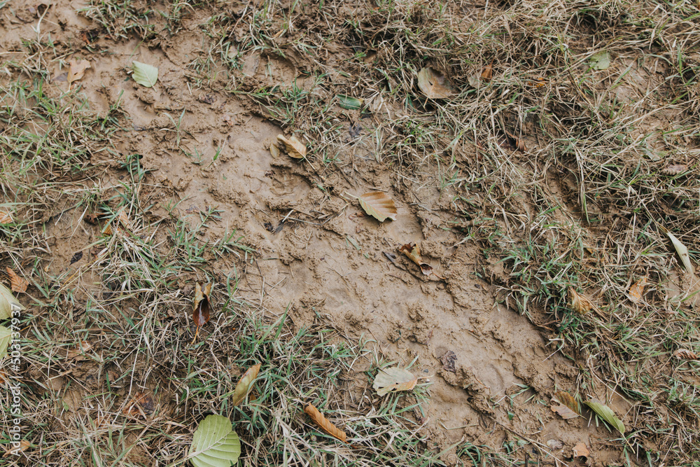 Footsteps or animal tracks of wild boars on the wet earth in the field ...