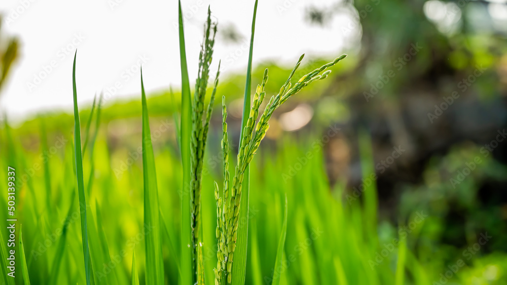 rice fields, rice plant, Oryza sativa, commonly known as Asian rice, is ...