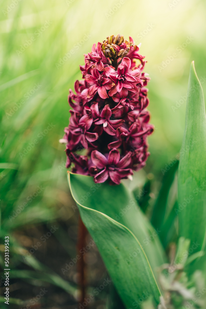 blooming purple hyacinth in the garden. beautiful spring flower. sunny ...