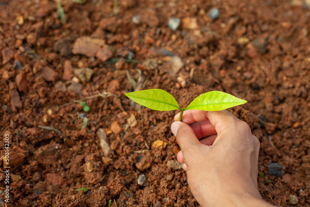 sprout, seedling, sapling, young plant growing on dirt with sunshine in ...