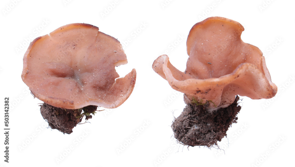 Pig's ears mushroom (Discina perlata) isolated on white background ...