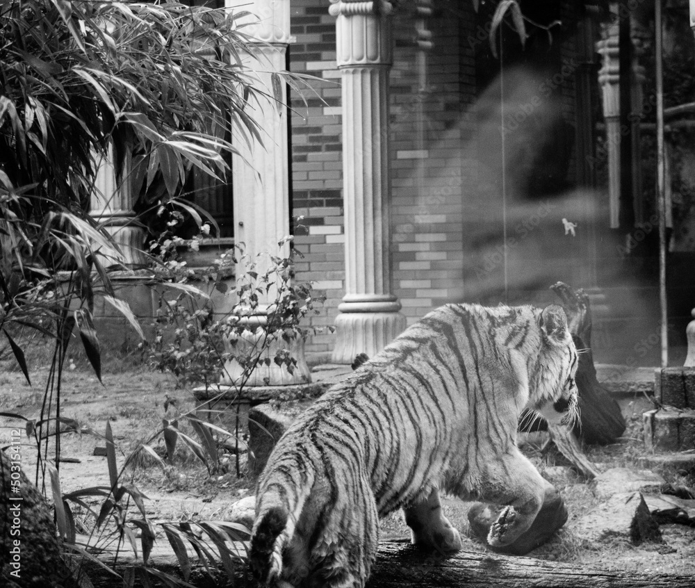 Grayscale of a tiger walking through the building in Dierenpark ...
