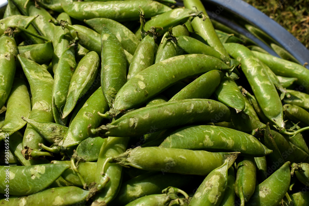Farm fresh harveste Raw Green peas pods background. Closeup of organic ...