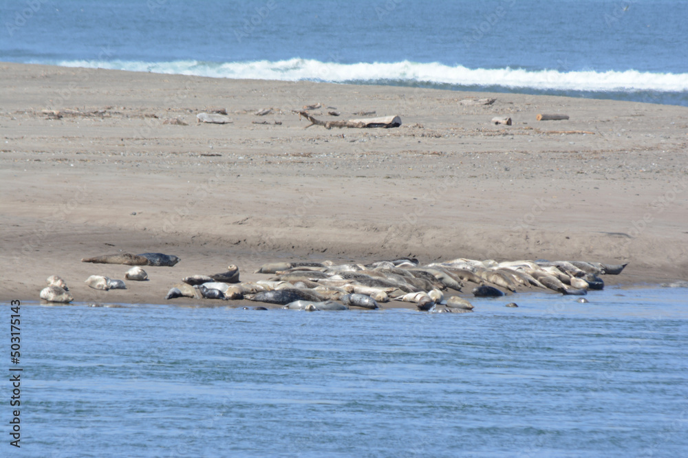 Harbor Seals Hauled Out On Sand Spit At Siletz Bay Park - Central ...